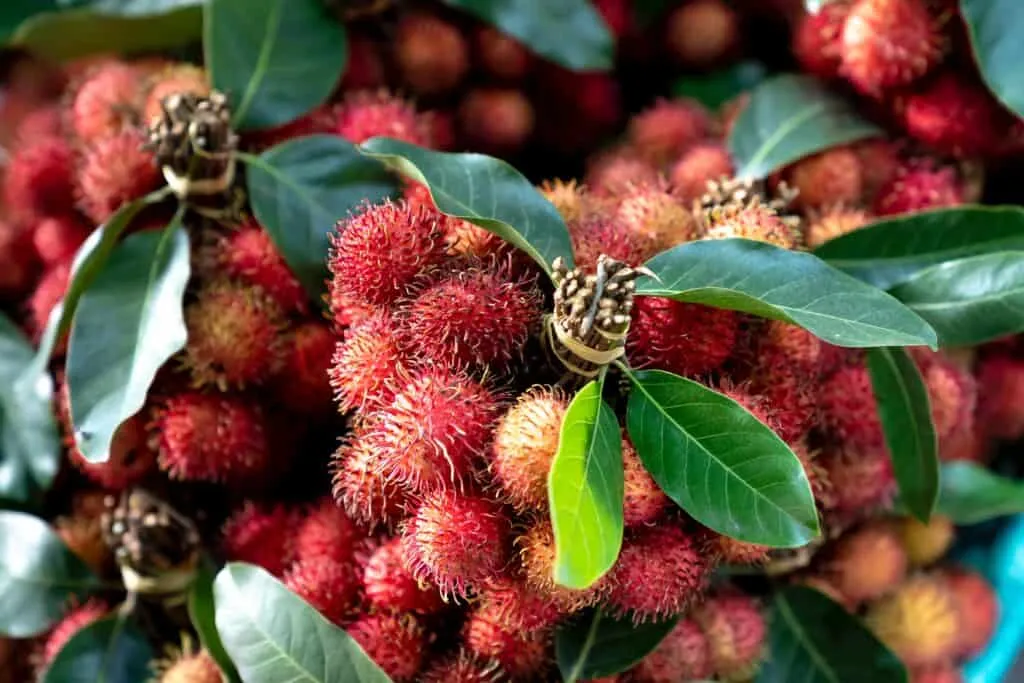 Lichi vs Rambután: Frutas tropicales repletas de nutrientes