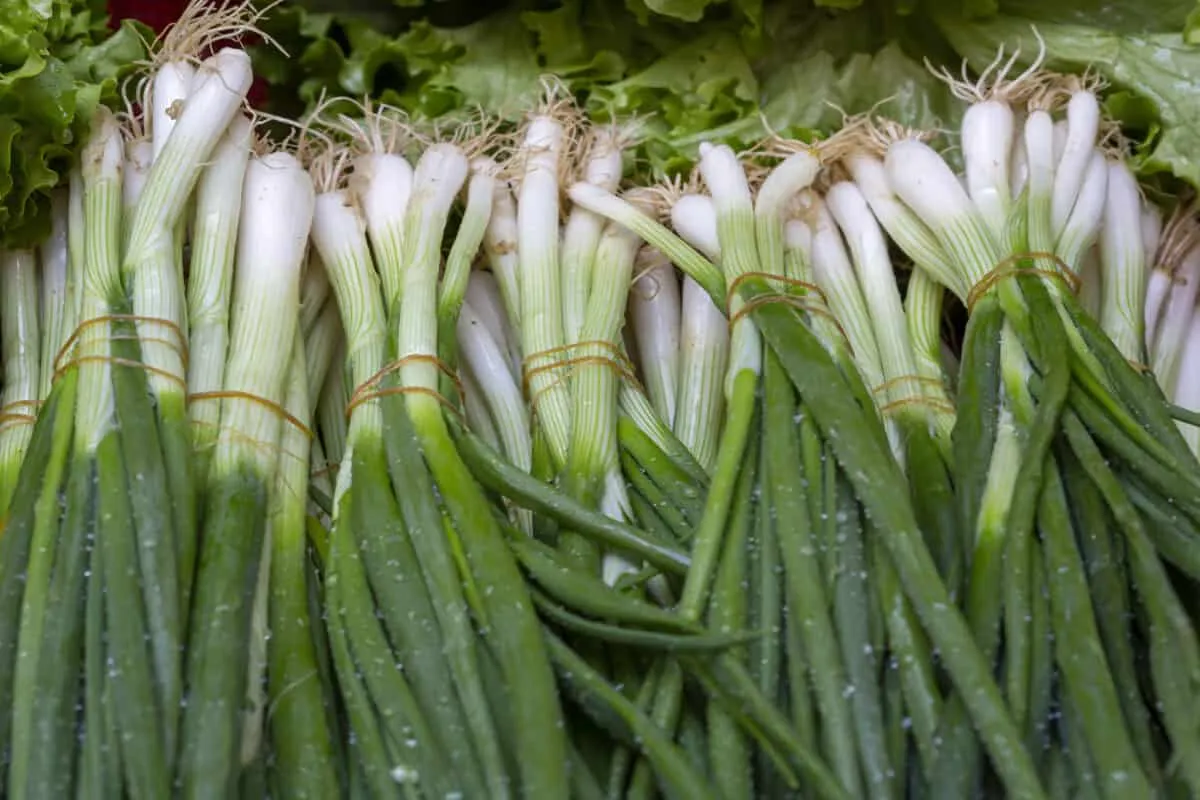 Cebolla de verdeo: Consejos para su conservación efectiva